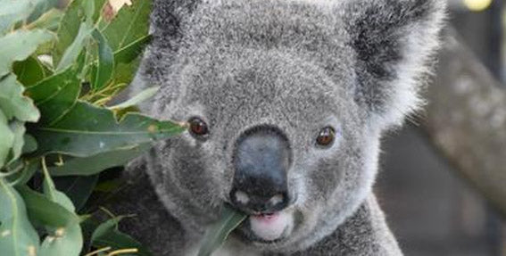 Baz the Koala has been adopted!
